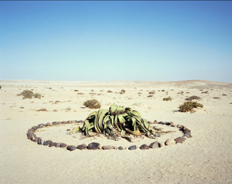 Rachel Sussman - Voice for Nature Foundation