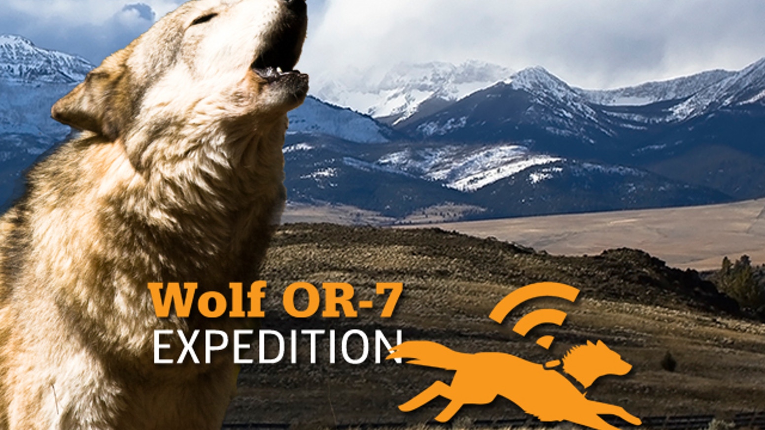 Wild Peace Alliance Wolf OR-7 Expedition - Voice for Nature Foundation